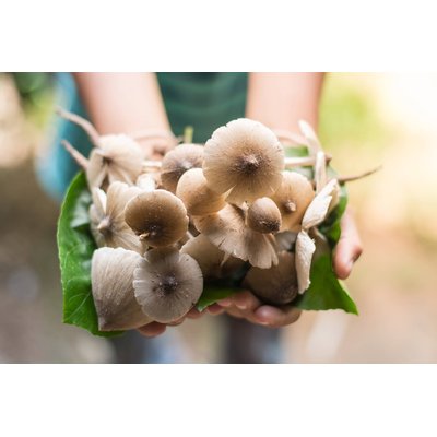 Unlocking the Mind: The Surprising Cognitive Benefits of Mushrooms